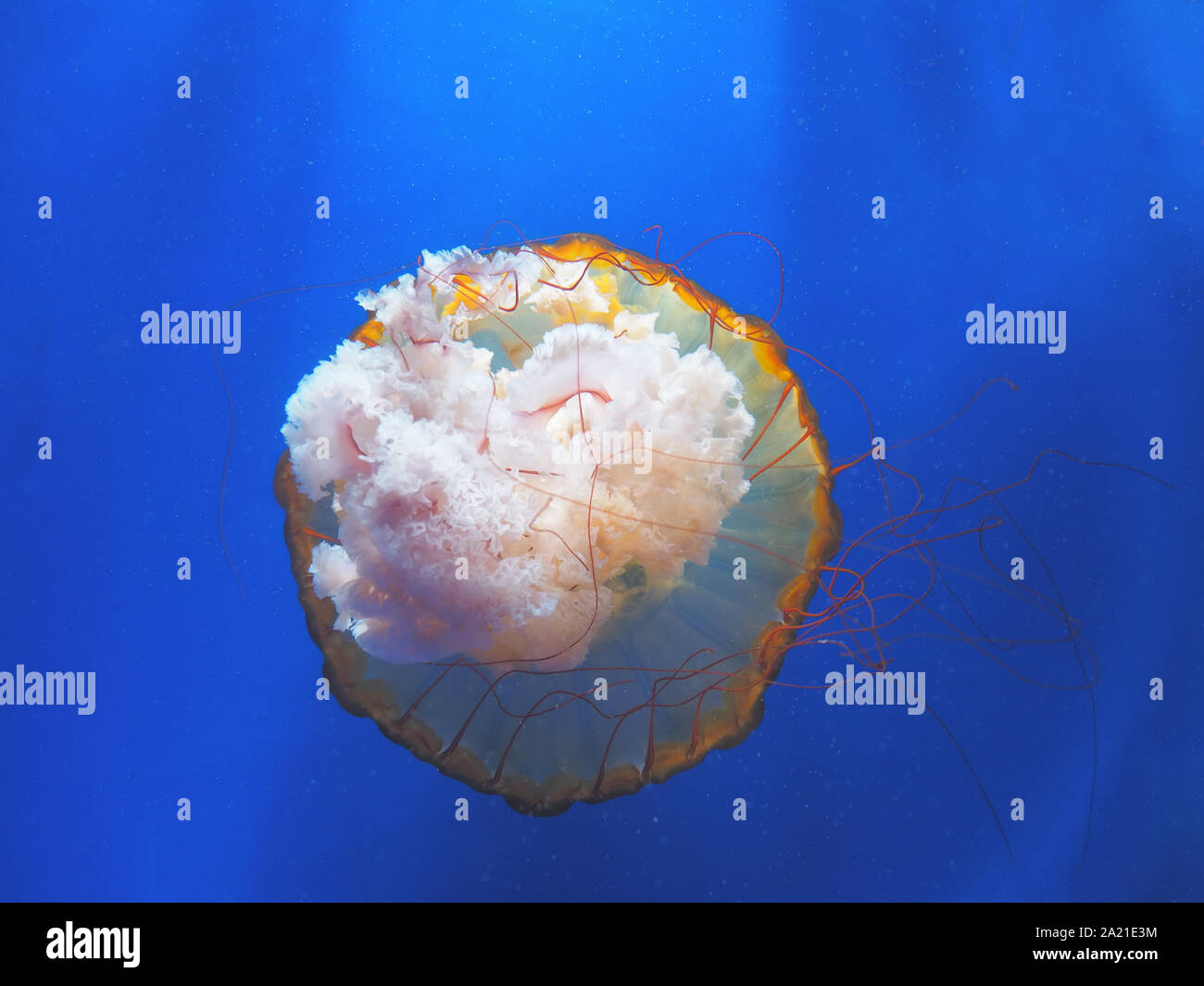 Deep sea gradient hi-res stock photography and images - Alamy