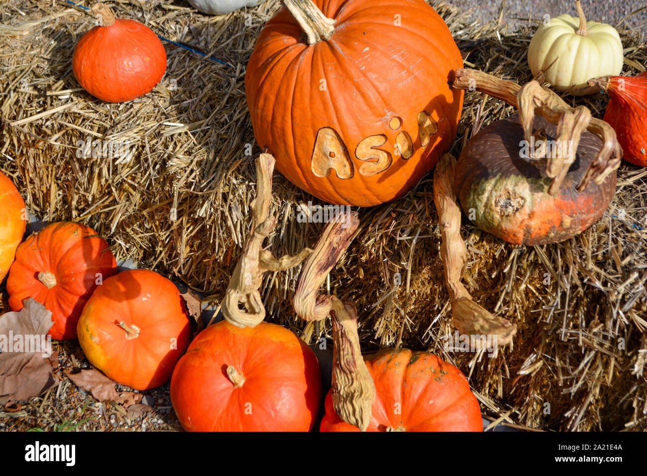 Human Pumpkin sitting on straw Stock Photo - Alamy