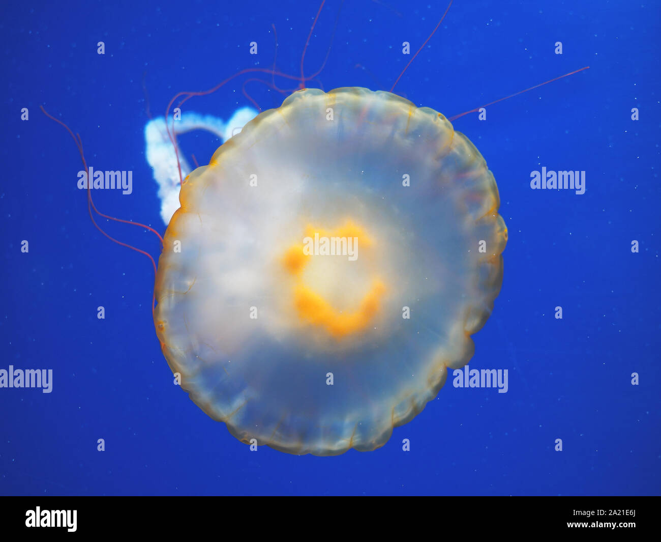 Beautiful translucent pink jellyfish swim against the backdrop of a ...