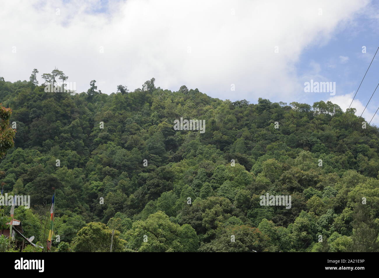 Mountains covered with green trees in sikkim, india Stock Photo - Alamy