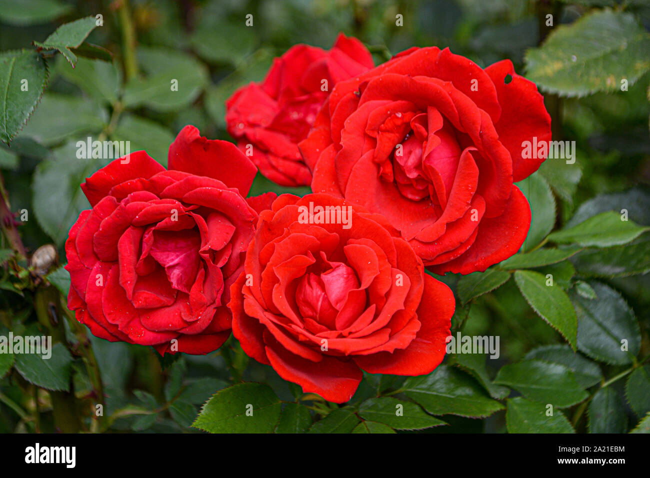many red roses in a garden Stock Photo - Alamy