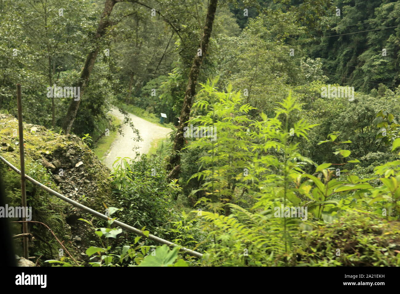 Road through the dense forest in the mountain of Sikkim, India Stock ...
