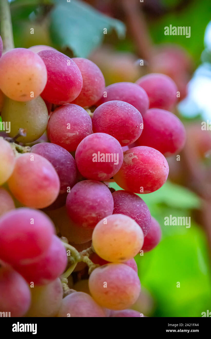 Grapes close hi-res stock photography and images - Alamy