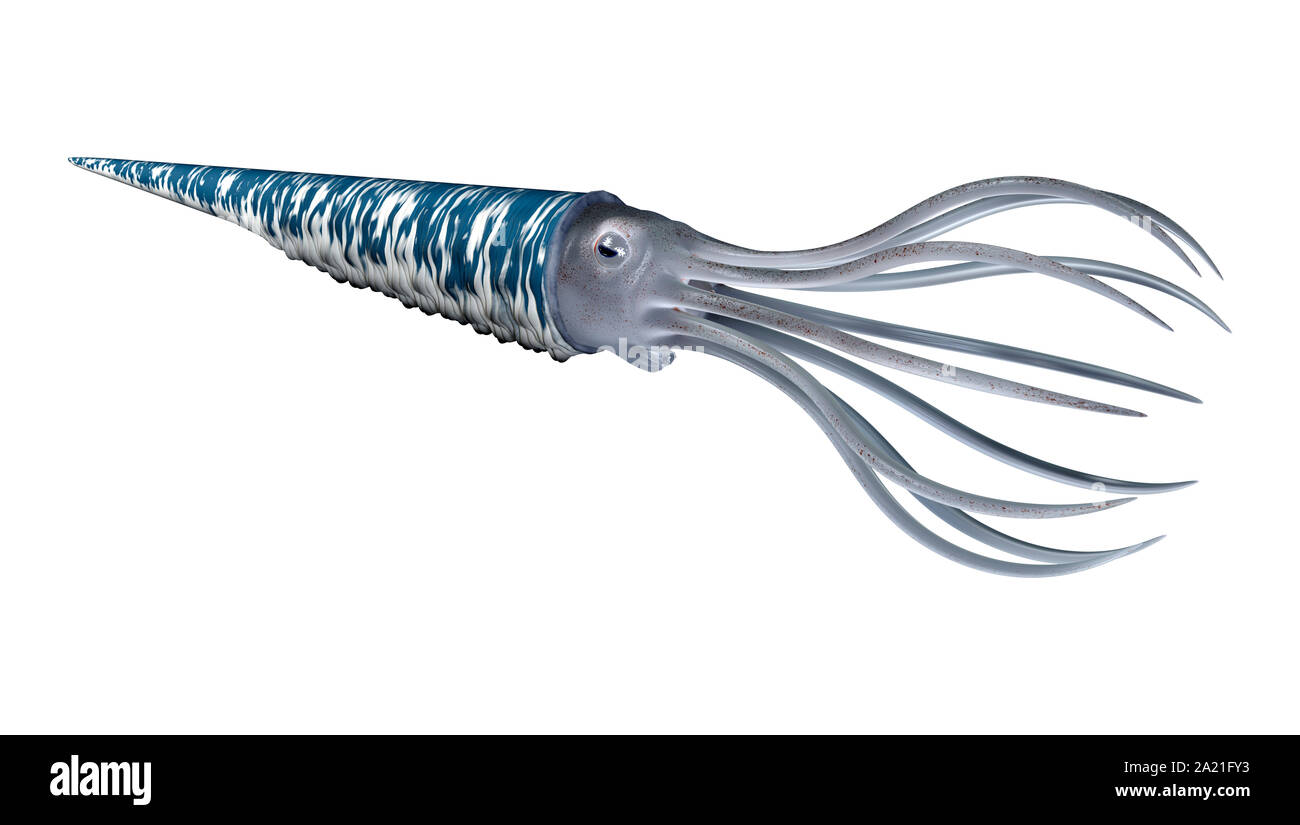 Nautiloid cephalopod hi-res stock photography and images - Alamy