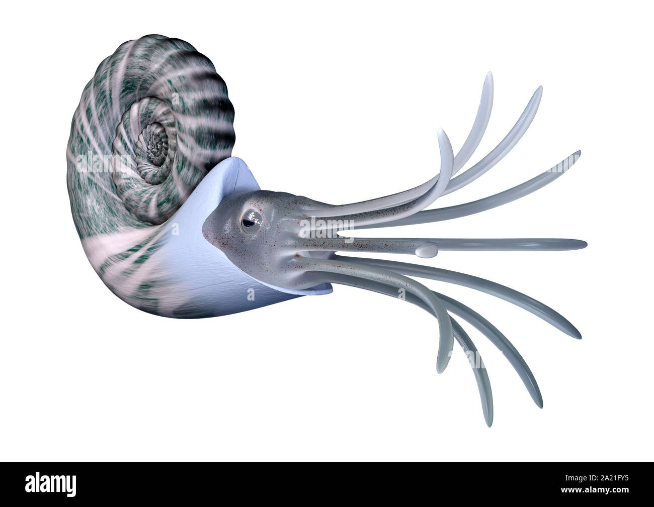 3D rendering of an Ammonite, extinct marine mollusc animal isolated on ...
