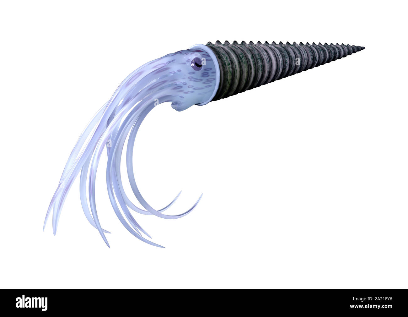 3D rendering of an Orthoceras, or straight horn, extinct nautiloid ...