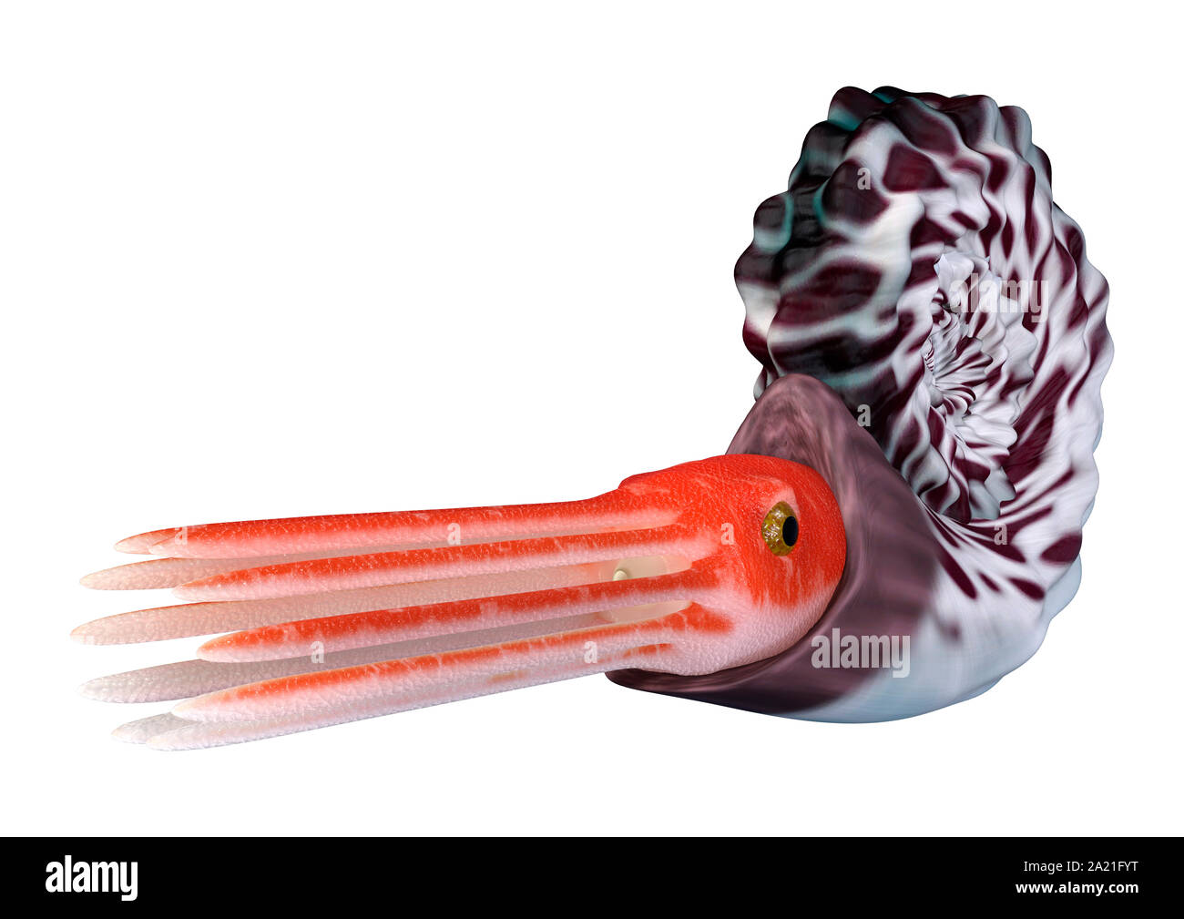 3D rendering of an Ammonite, extinct marine mollusc animal isolated on ...