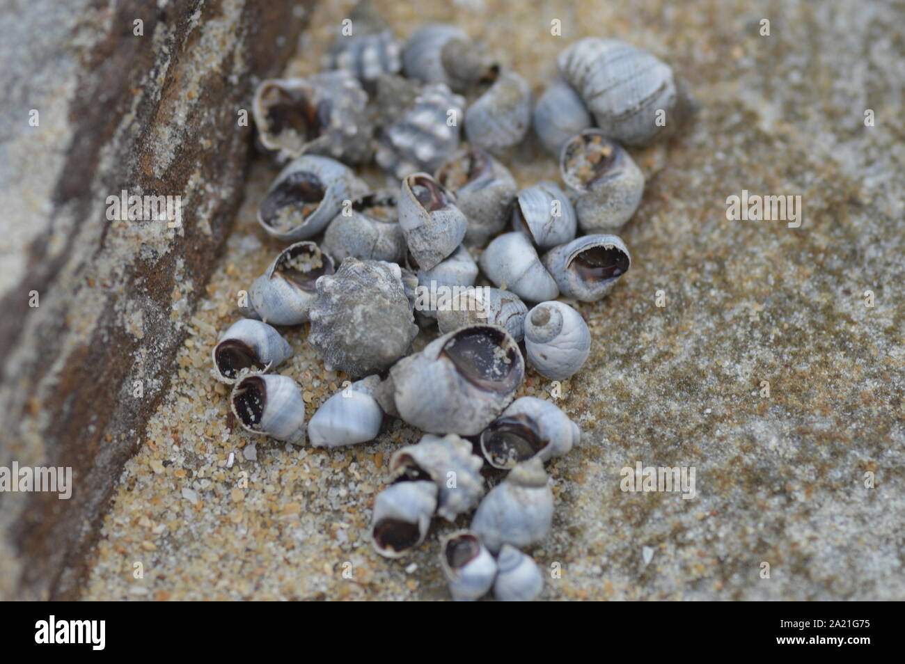 Blue periwinkles snais in rockpools hi-res stock photography and images ...