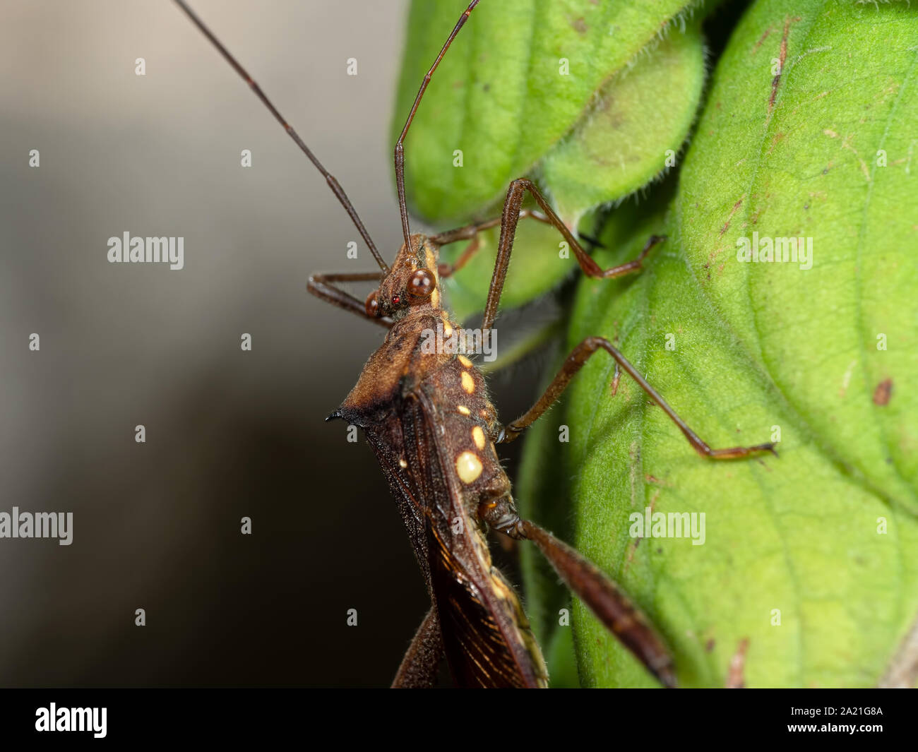 Macro Photography of Assassin Bug on Green Leaf Stock Photo - Alamy