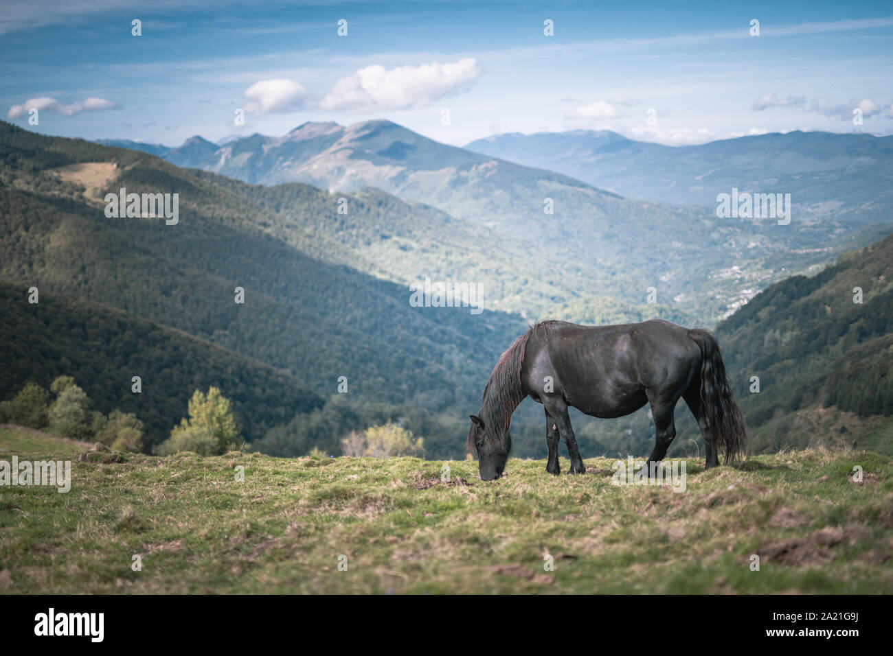 Merens horse in french pyrenees hi-res stock photography and images - Alamy