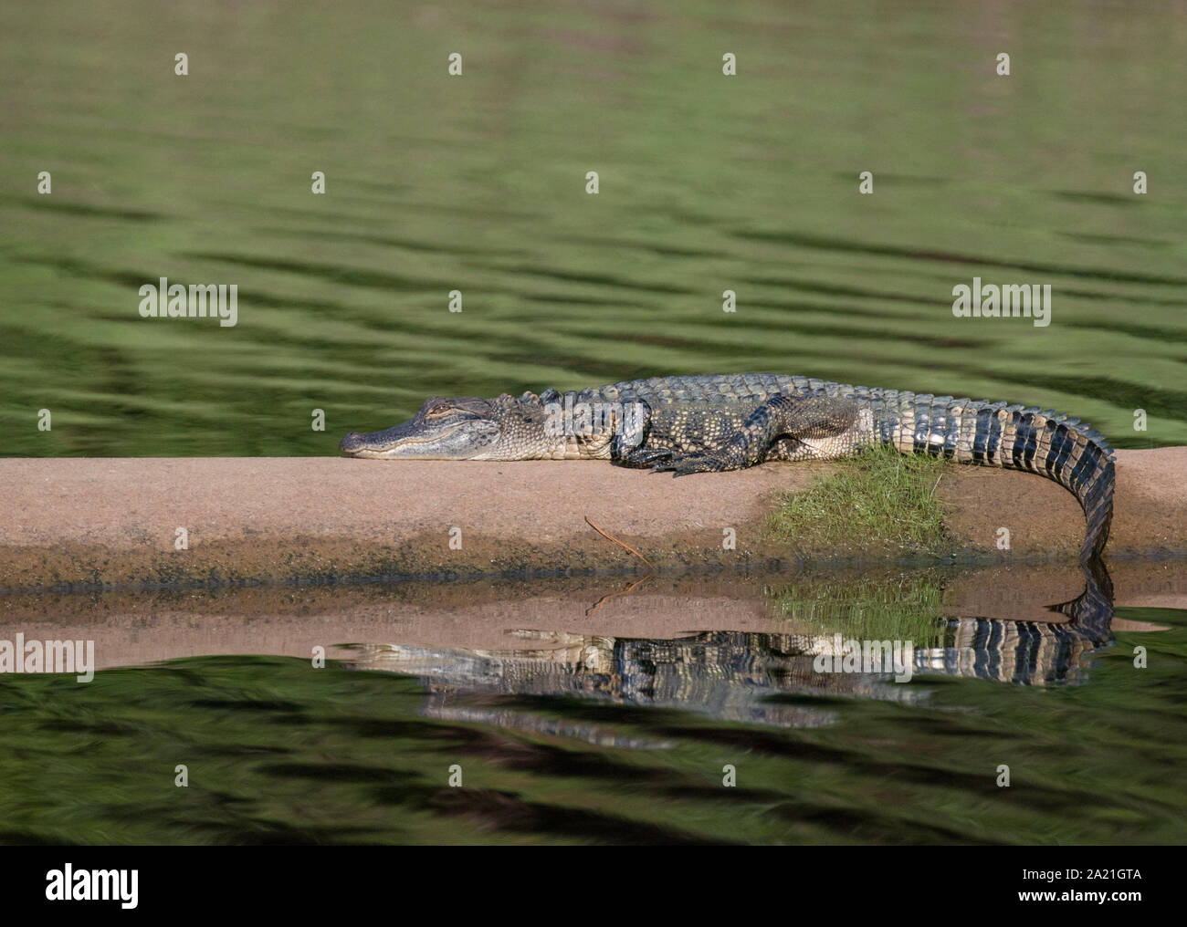 Young alligator resting in the fall sunshine Stock Photo - Alamy