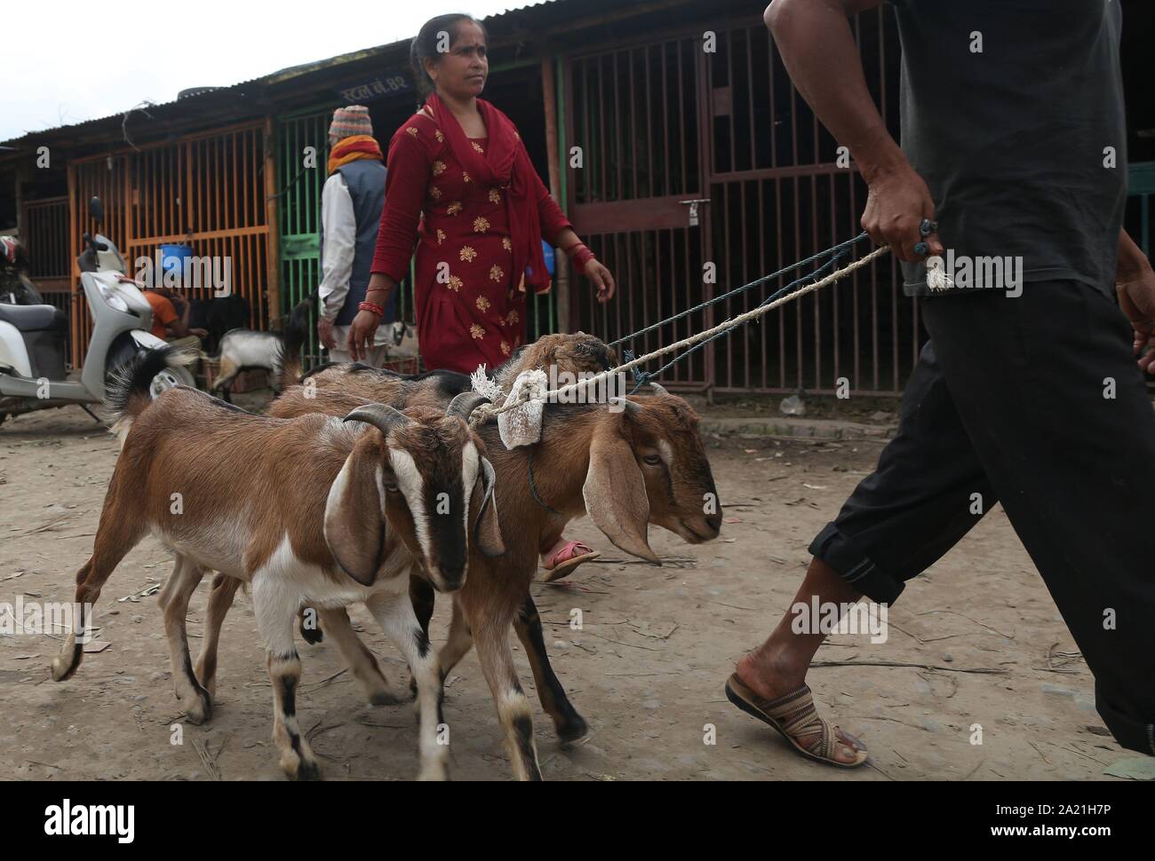 (190930) -- KATHMANDU, Sept. 30, 2019 (Xinhua) -- People take goats for ...