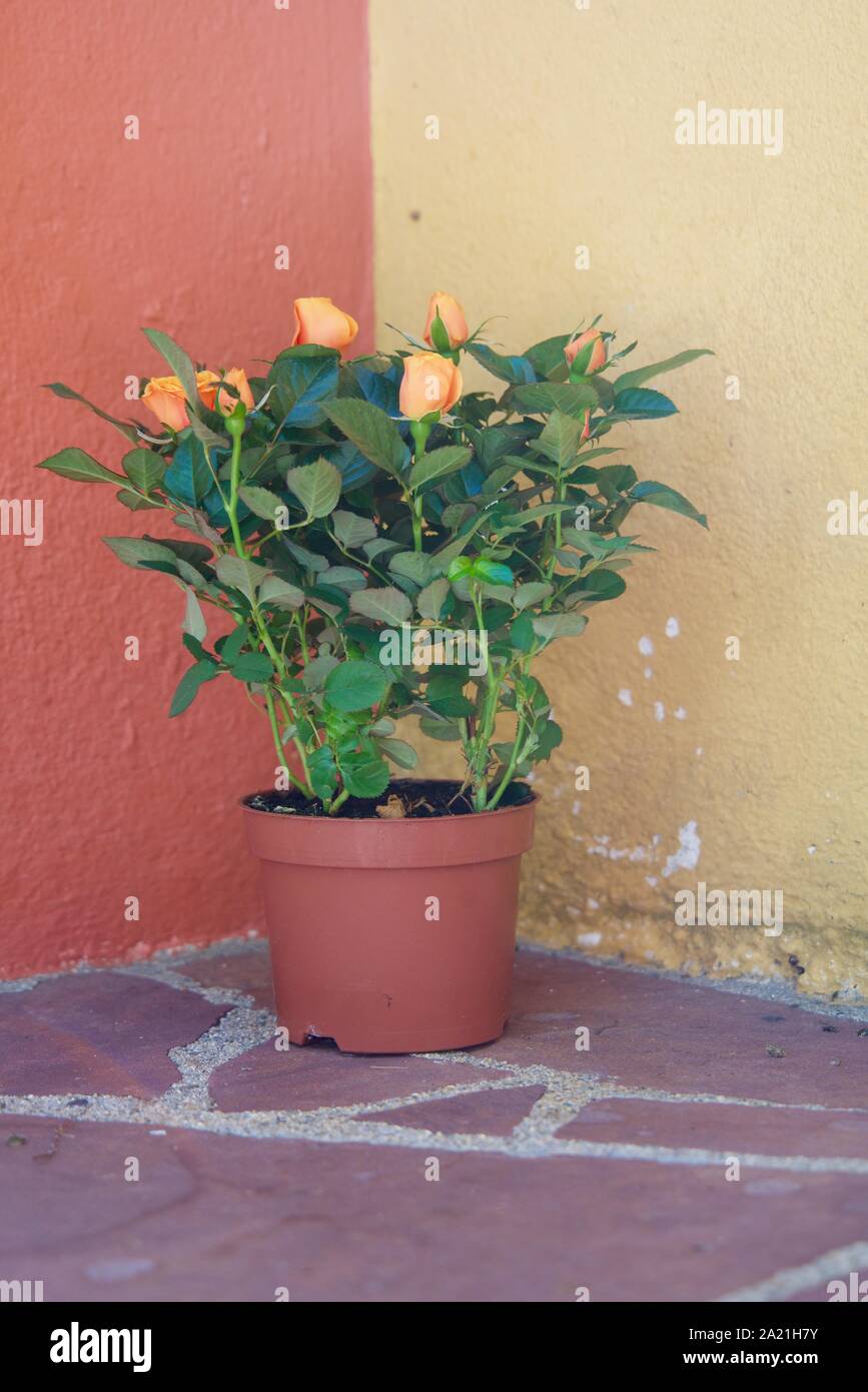 Little rose hi-res stock photography and images - Alamy