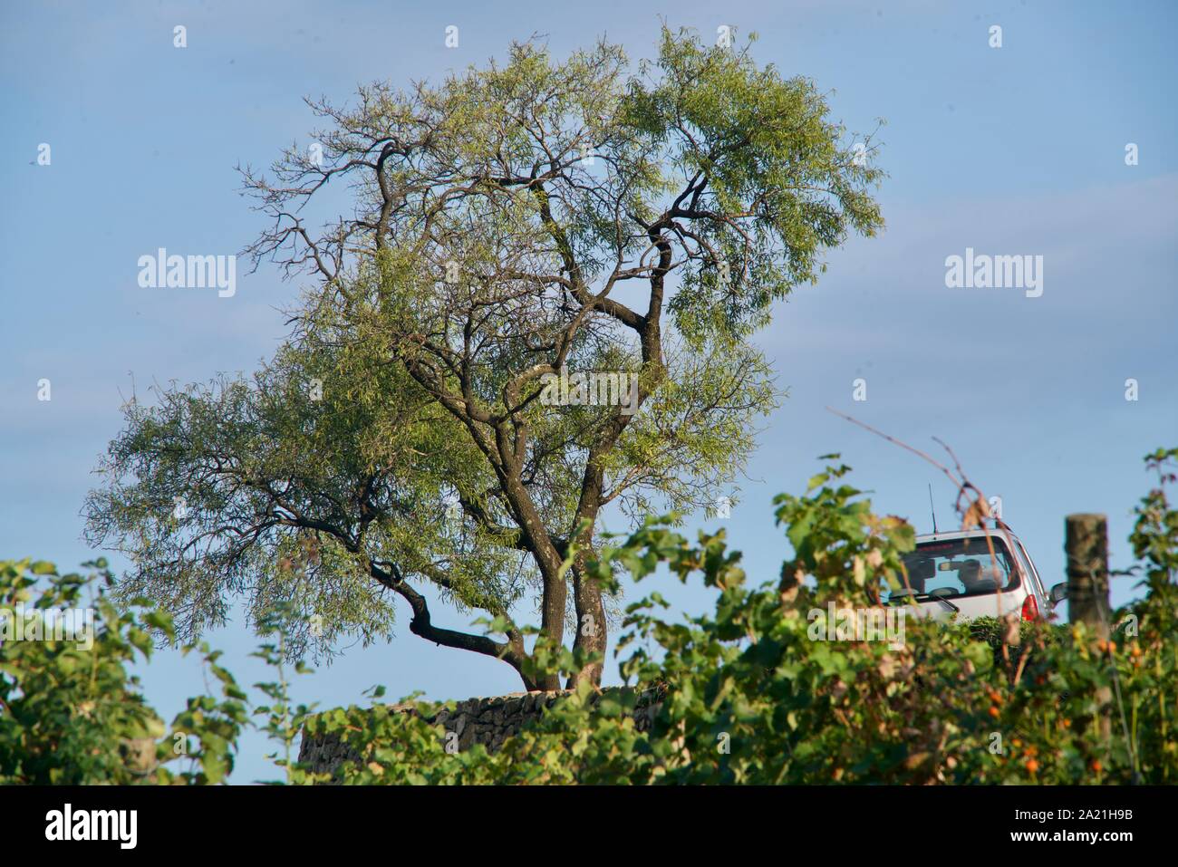 Almond tree france hi-res stock photography and images - Alamy