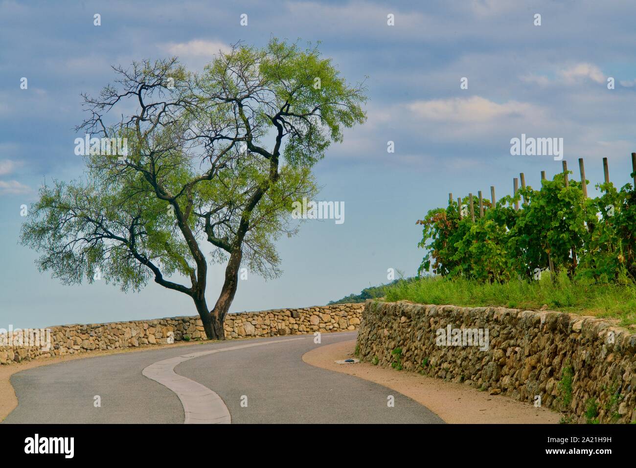 Almond tree france hi-res stock photography and images - Alamy
