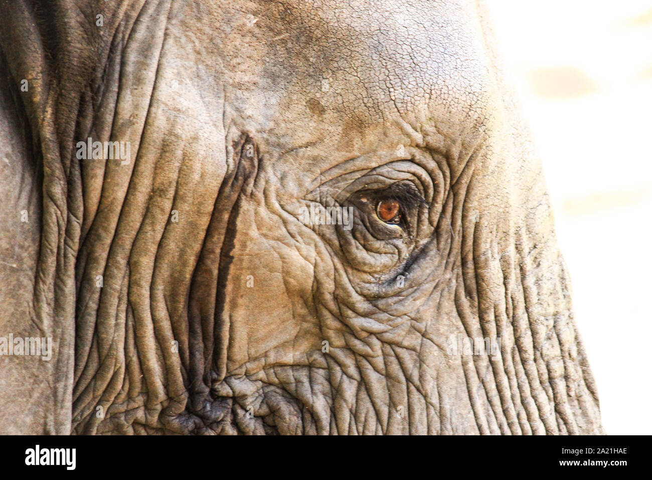 Fat elephant hi-res stock photography and images - Alamy
