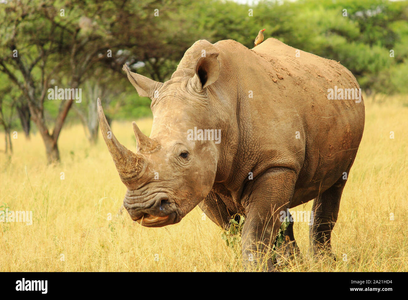 Rhino bird hi-res stock photography and images - Alamy