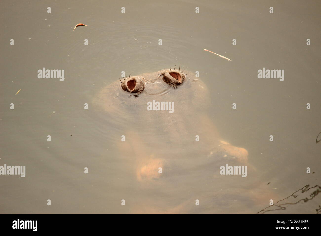 Hippopotamus hippo rain water hi-res stock photography and images - Alamy