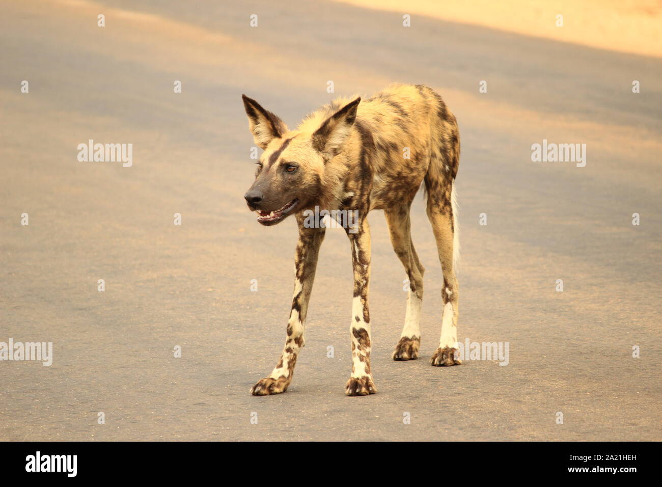 Dogs growling hi-res stock photography and images - Alamy