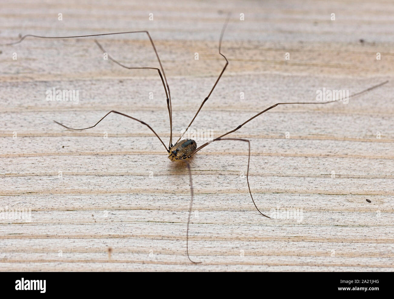 Harvestman Spider, Rutland Water, Leicestershire, England, UK Stock ...
