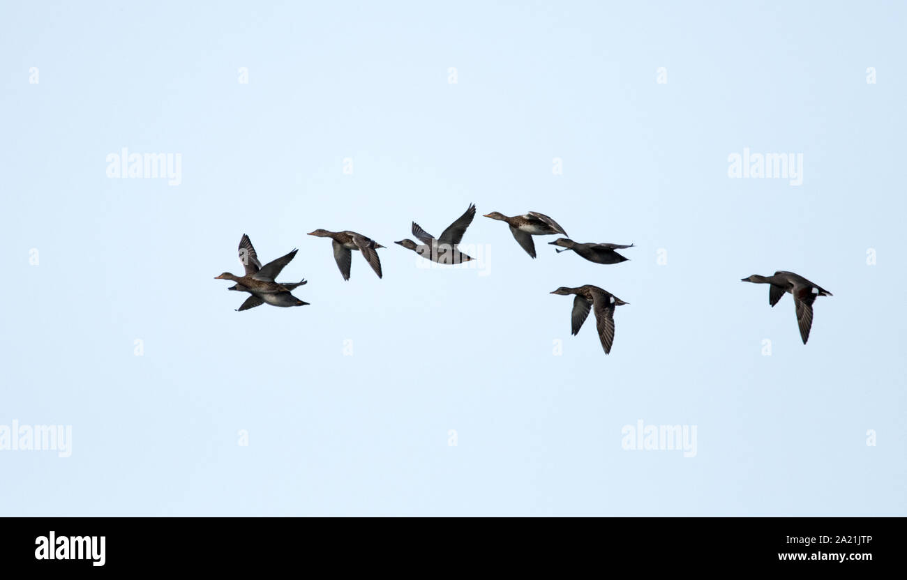 Gadwall ducks hi-res stock photography and images - Alamy