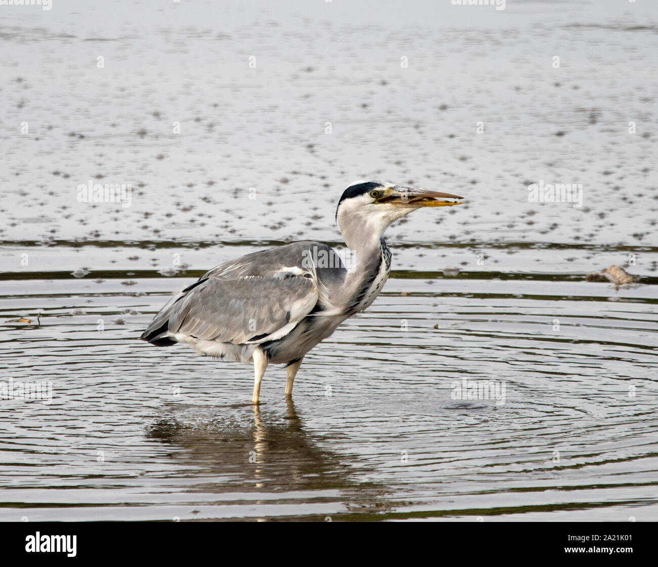 Large british wader grey heron hi-res stock photography and images - Alamy