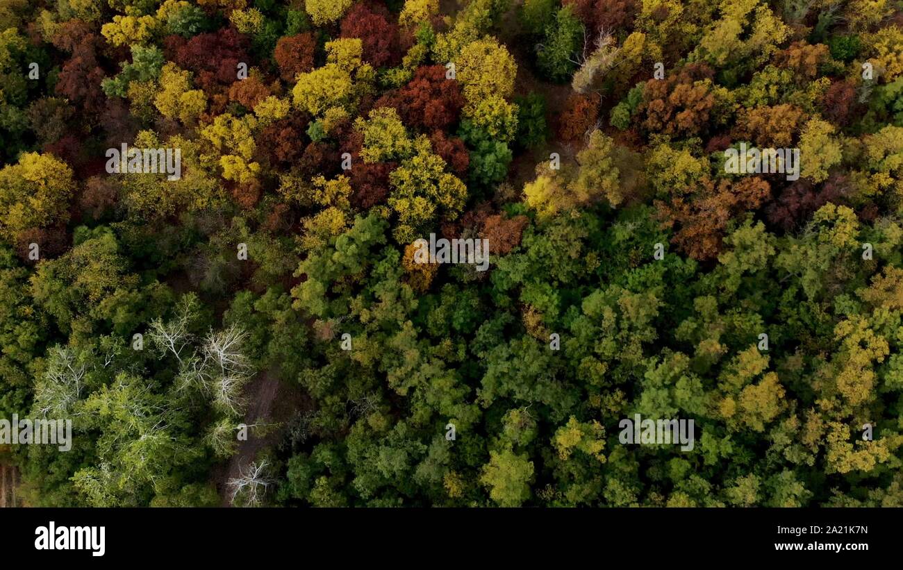 A wonderful view from the drone on a colorful autumn forest with yellow, red, orange and purple ...