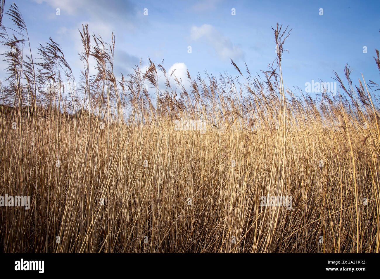 Reeds rush hi-res stock photography and images - Alamy
