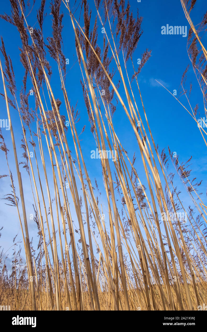 Water reeds growing in hi-res stock photography and images - Alamy
