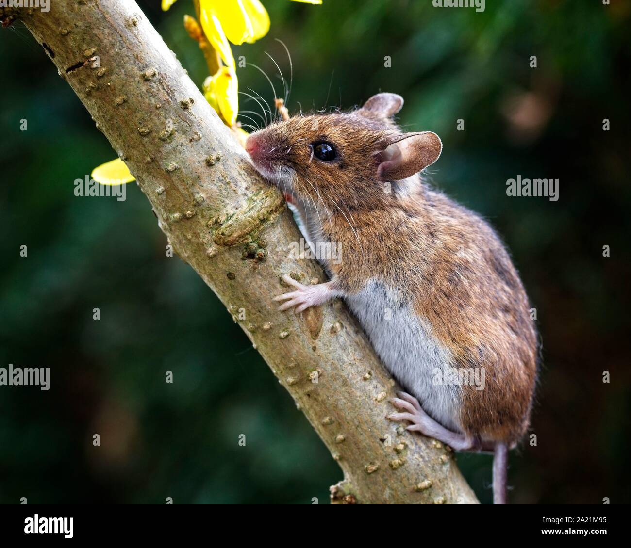 The mouse house hi-res stock photography and images - Alamy