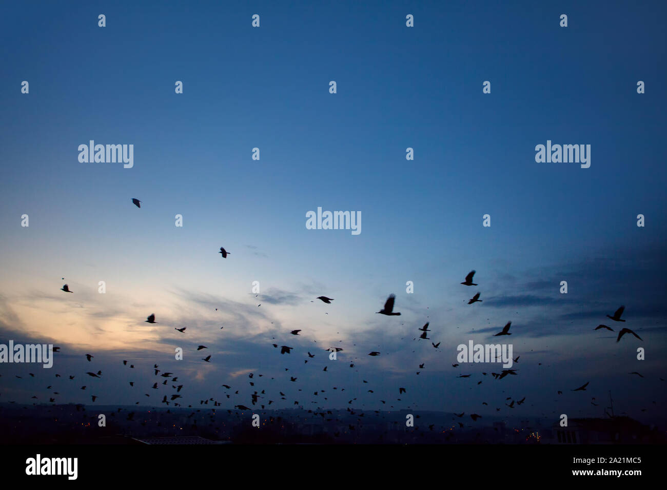 Crows flying sunset hi-res stock photography and images - Alamy