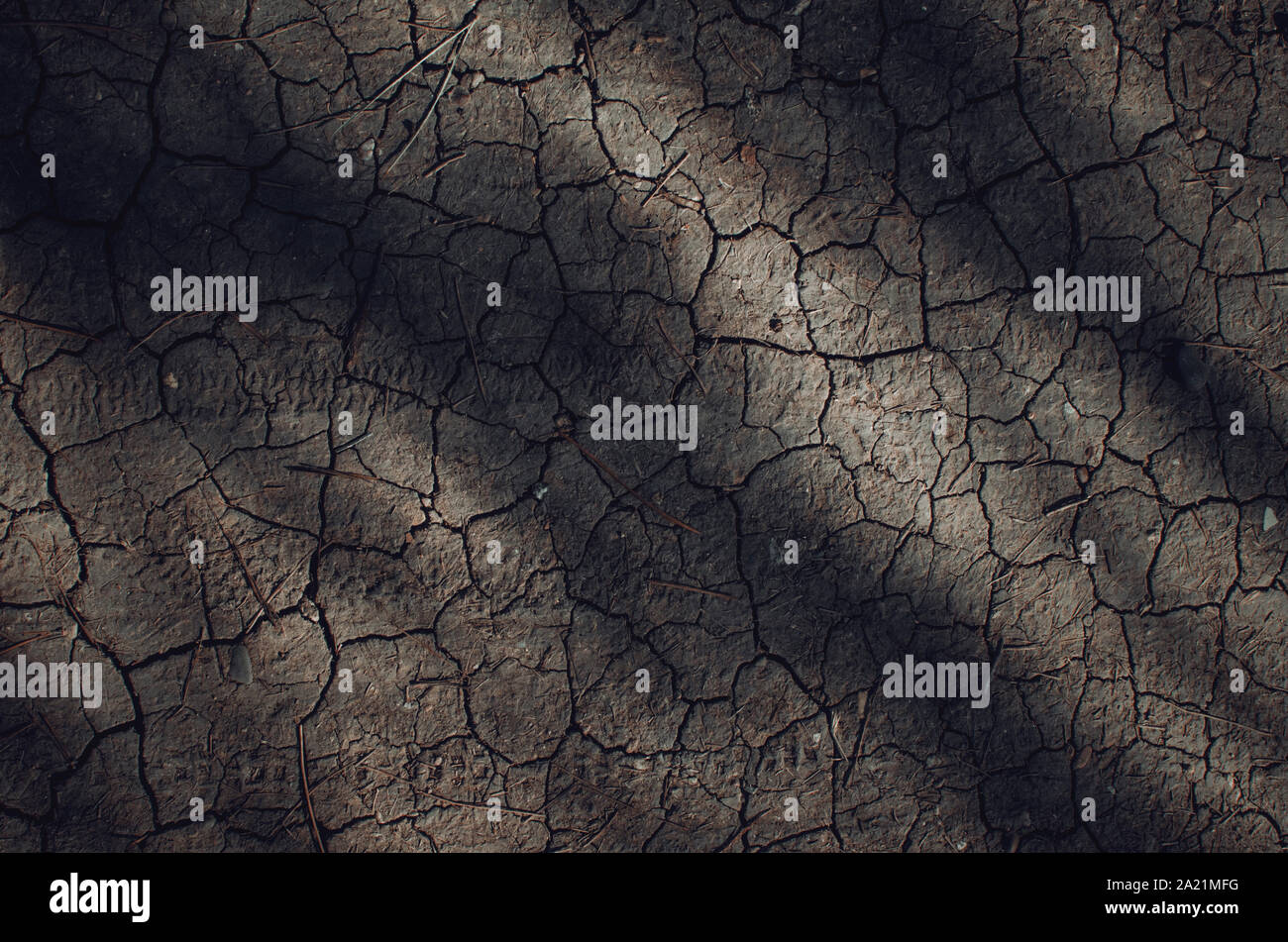 Dried cracked soil in the shade of pine trees Stock Photo - Alamy