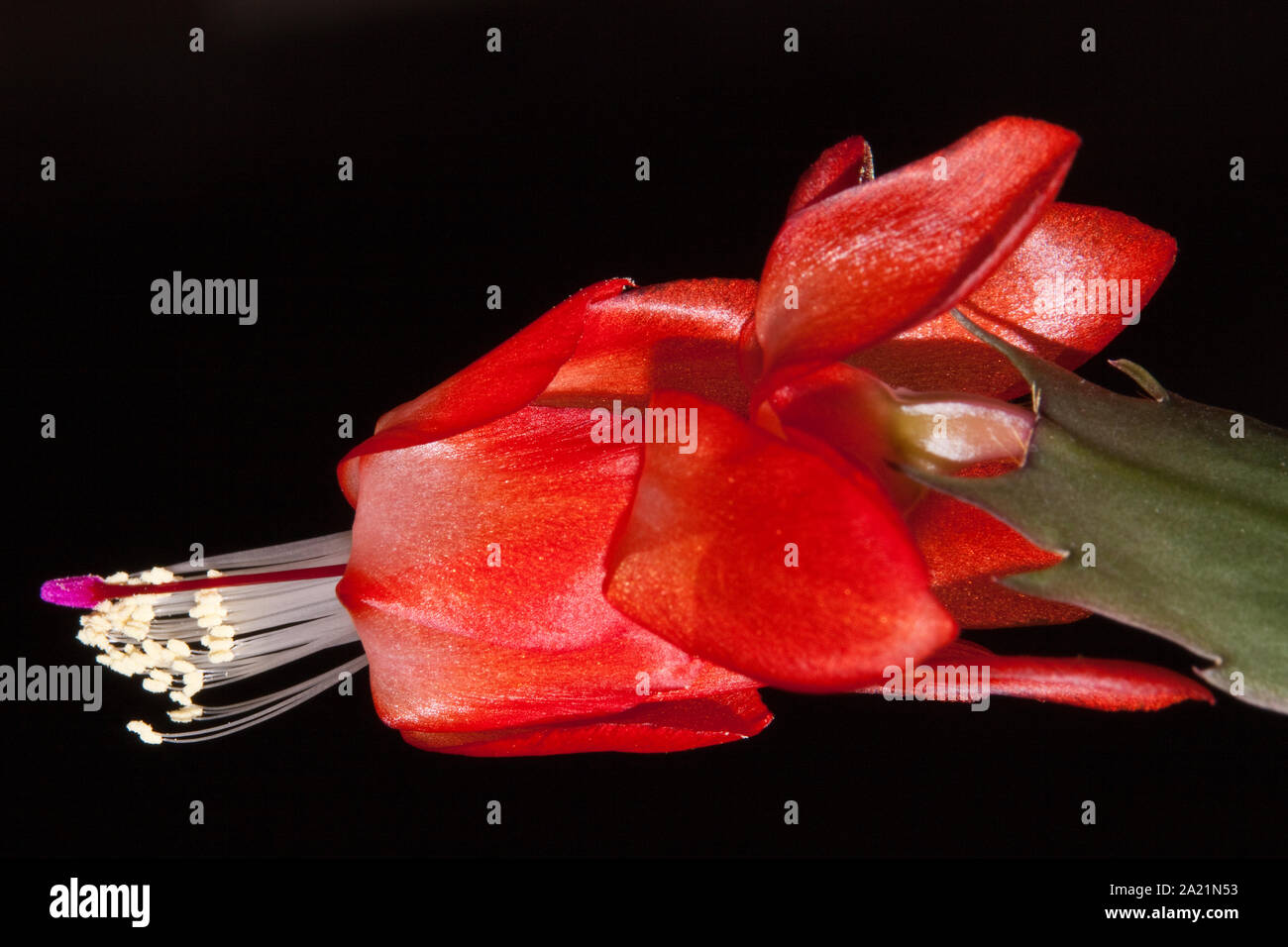 Close up red cactus hi-res stock photography and images - Alamy