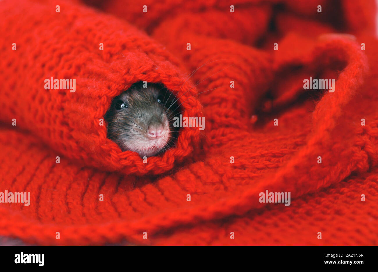 Symbols domestic hi-res stock photography and images - Alamy