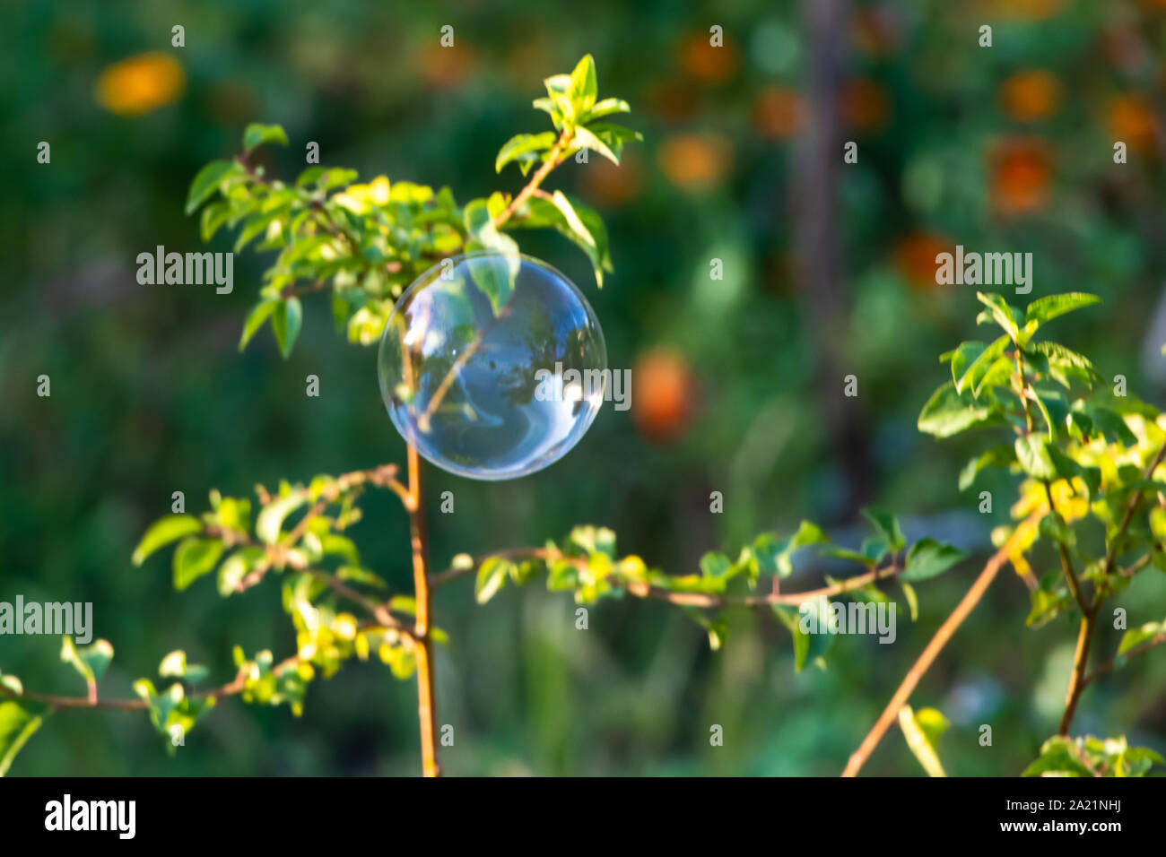 Soap balloons floating in the air Stock Photo - Alamy