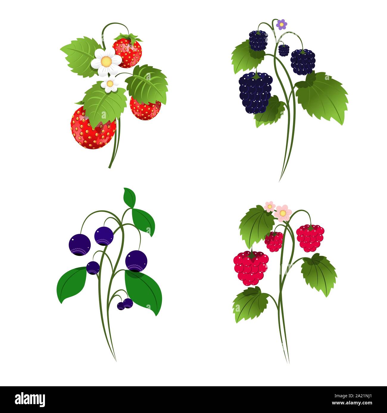 Berry bushes Cut Out Stock Images & Pictures - Alamy