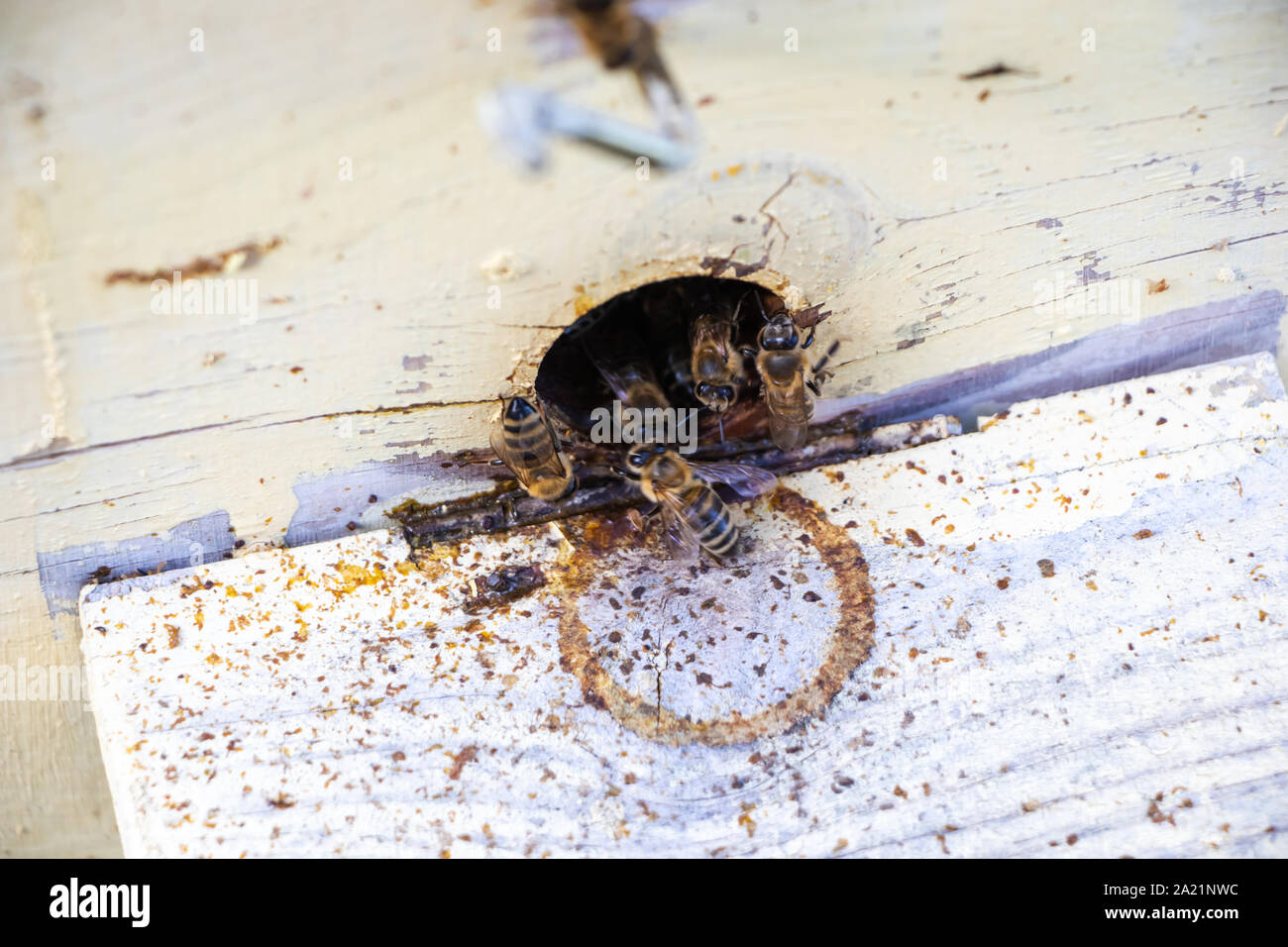View to the bees in front of a hive Stock Photo - Alamy