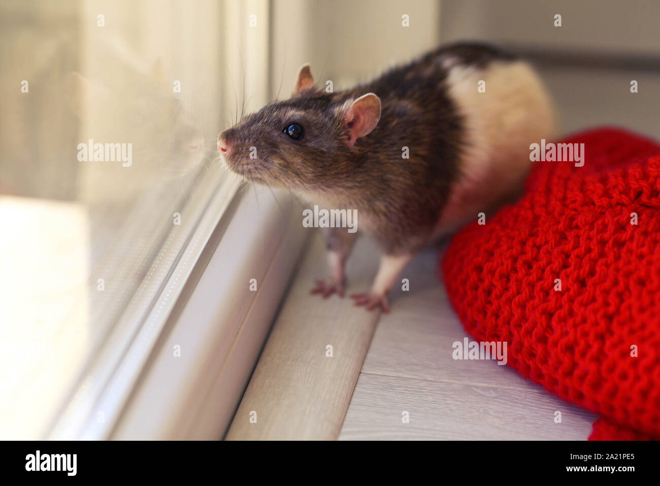 The cute ornamental rat looks out the window. Year of rat. Symbol of ...