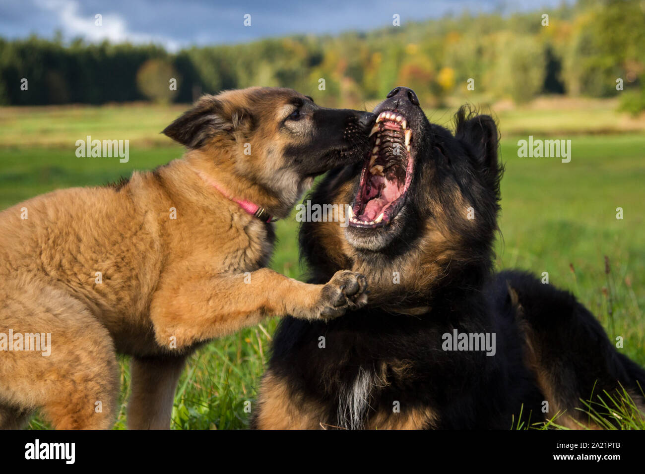 Two dogs adult dogs hi-res stock photography and images - Alamy