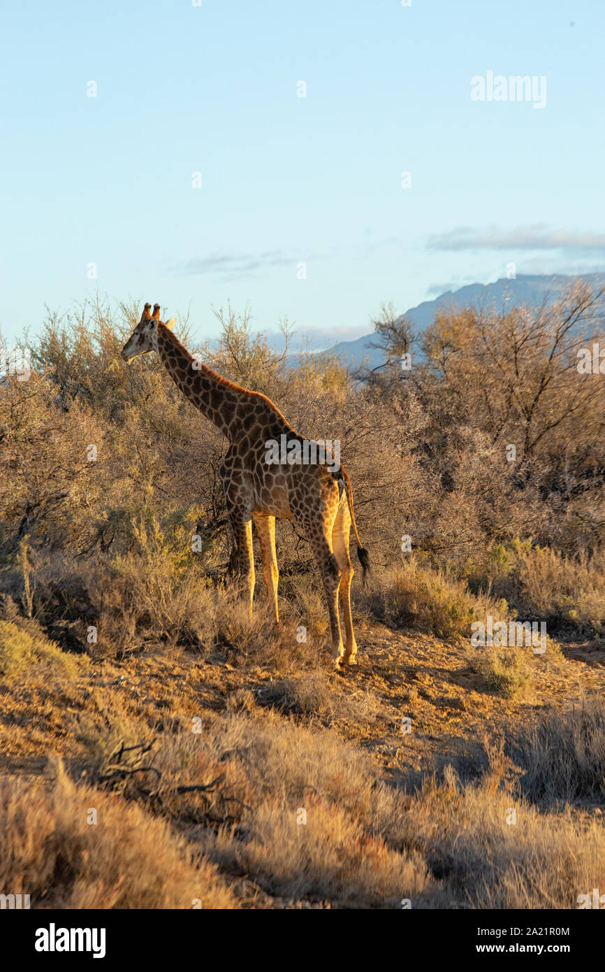 Giraffe in the bush hi-res stock photography and images - Alamy
