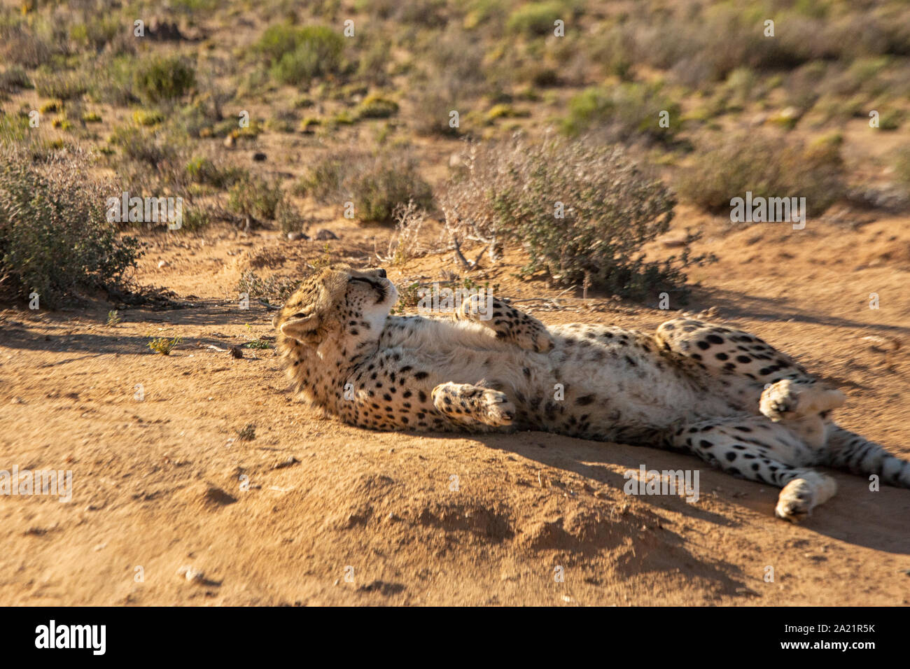 Wild cheetah in South Africa relaxing on the sand Stock Photo - Alamy