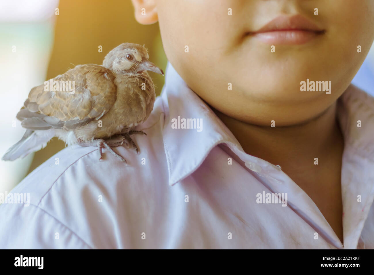 Bird Perching on a male student shoulder in school Stock Photo - Alamy