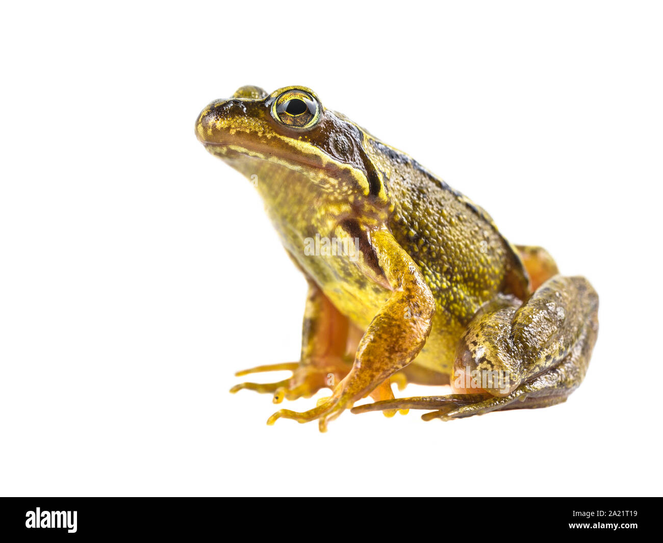Common Brown frog (rana temporaria) sideview and looking in the camera ...