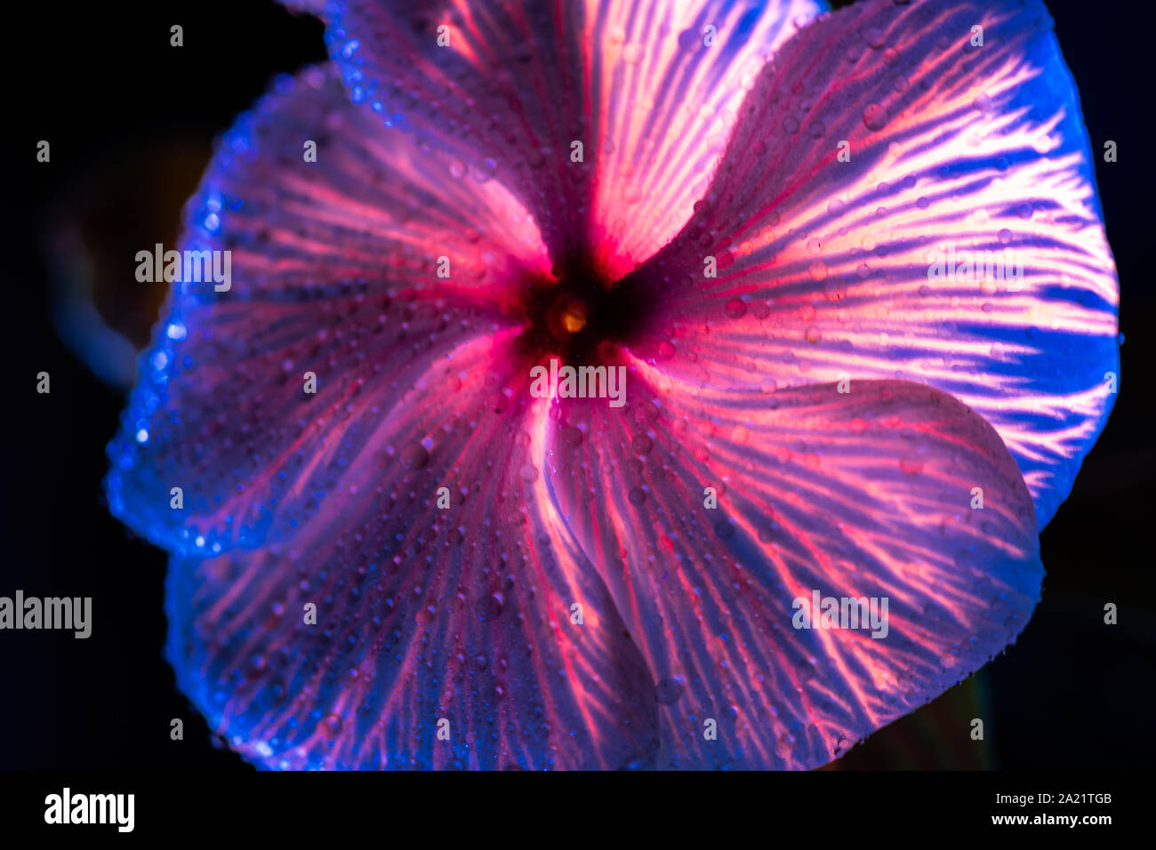 Ultraviolet fluorescence photography of a vinca periwinkle flower that ...