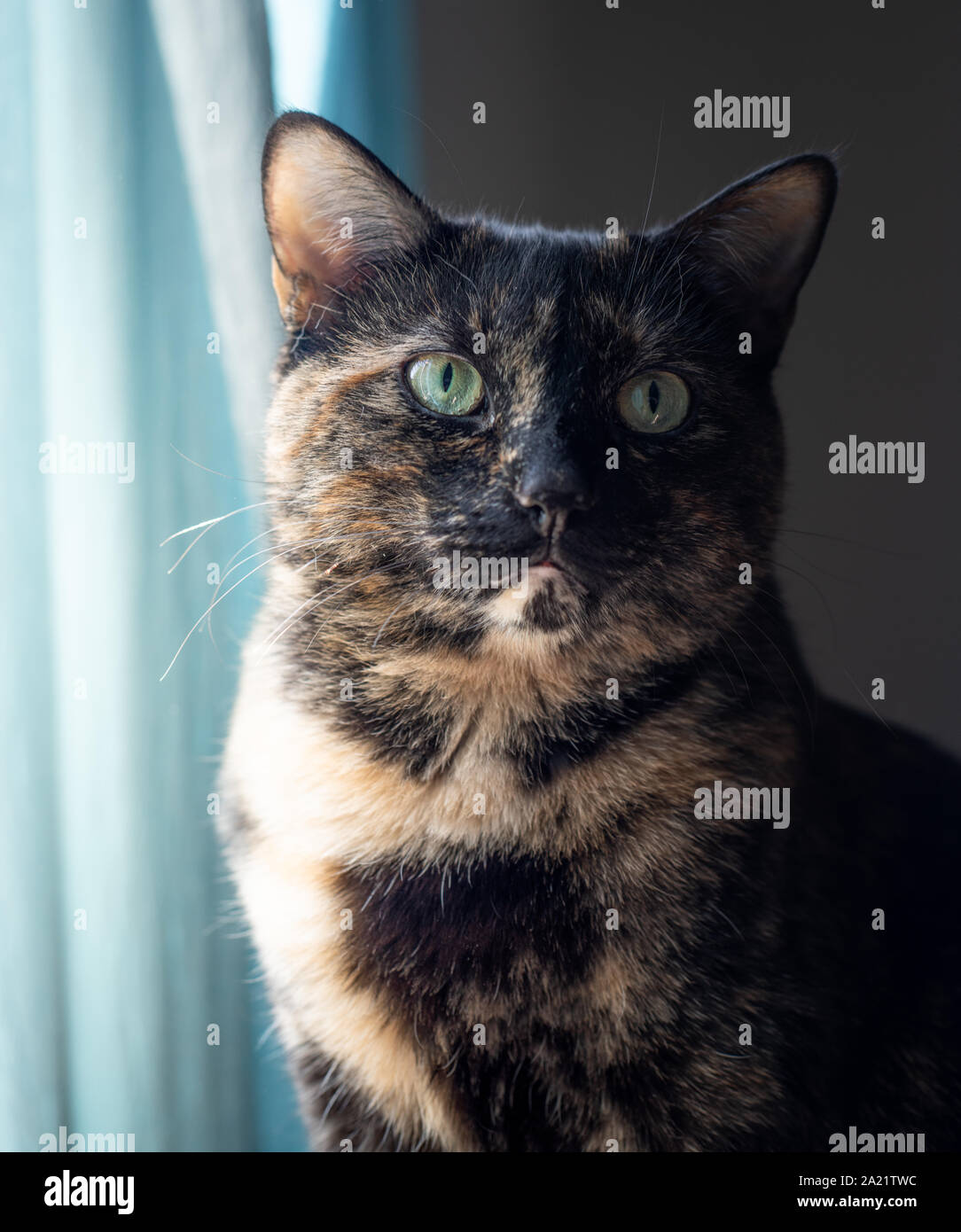 A beautiful tortoiseshell cat poses for a portrait Stock Photo - Alamy