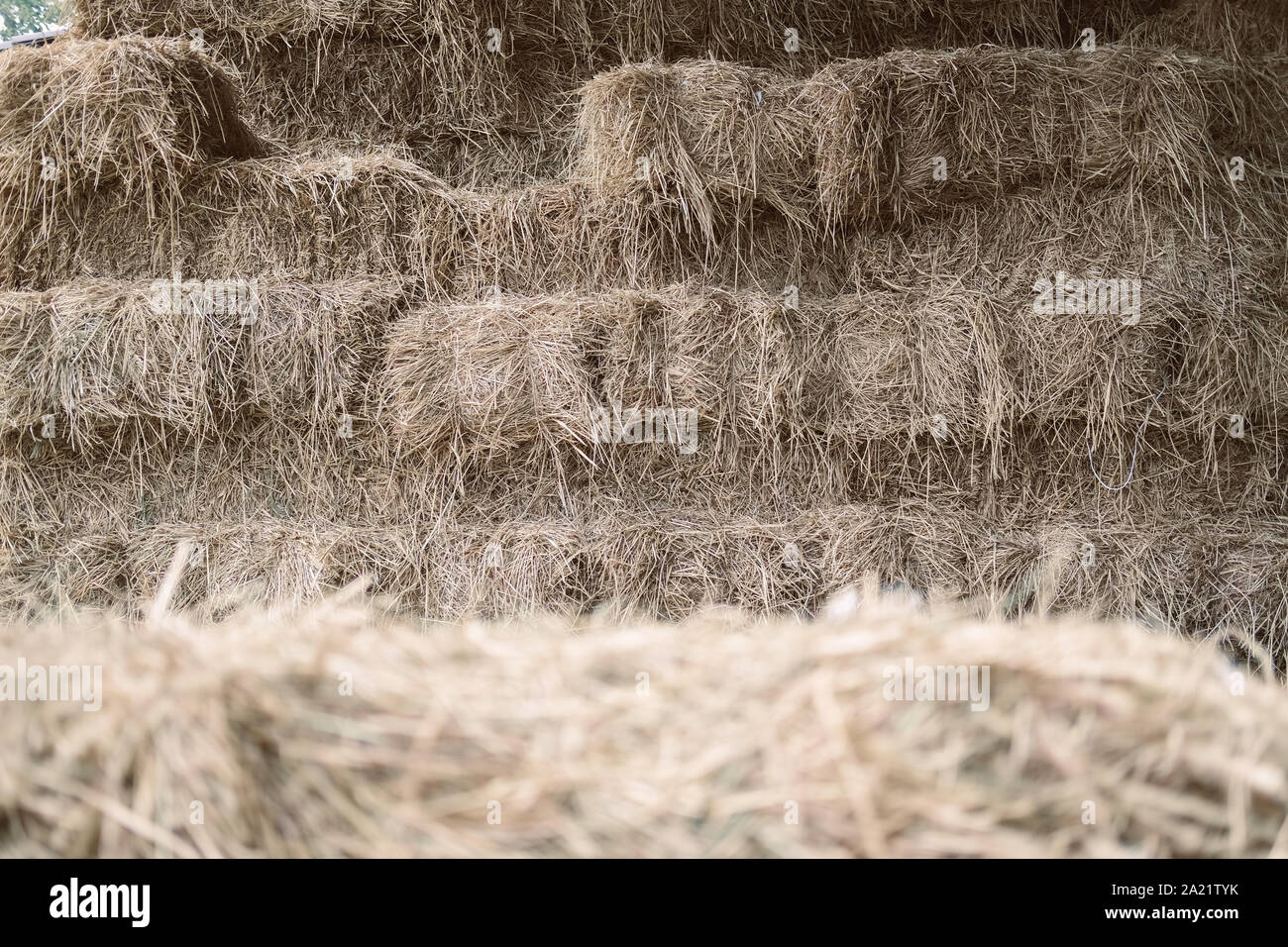 pile heap of rice straw hay in farm Stock Photo - Alamy