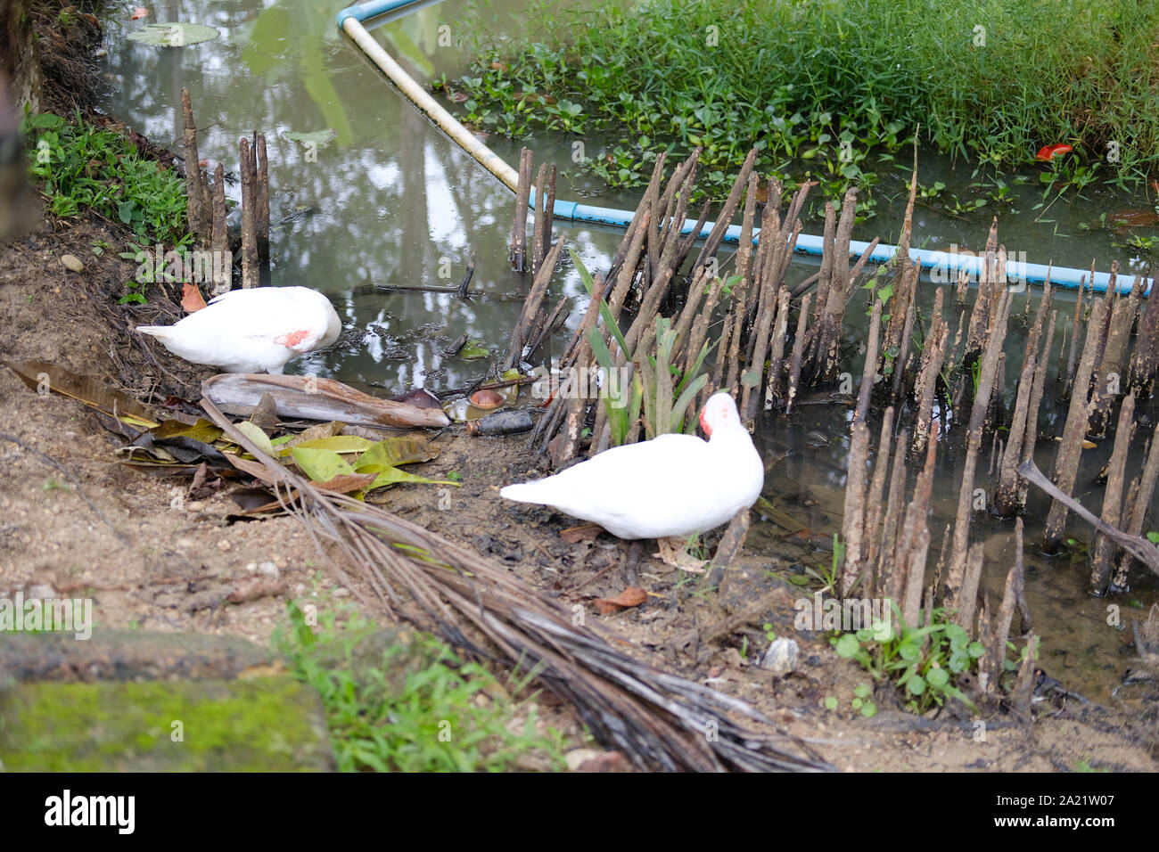 Apple cork hi-res stock photography and images - Alamy