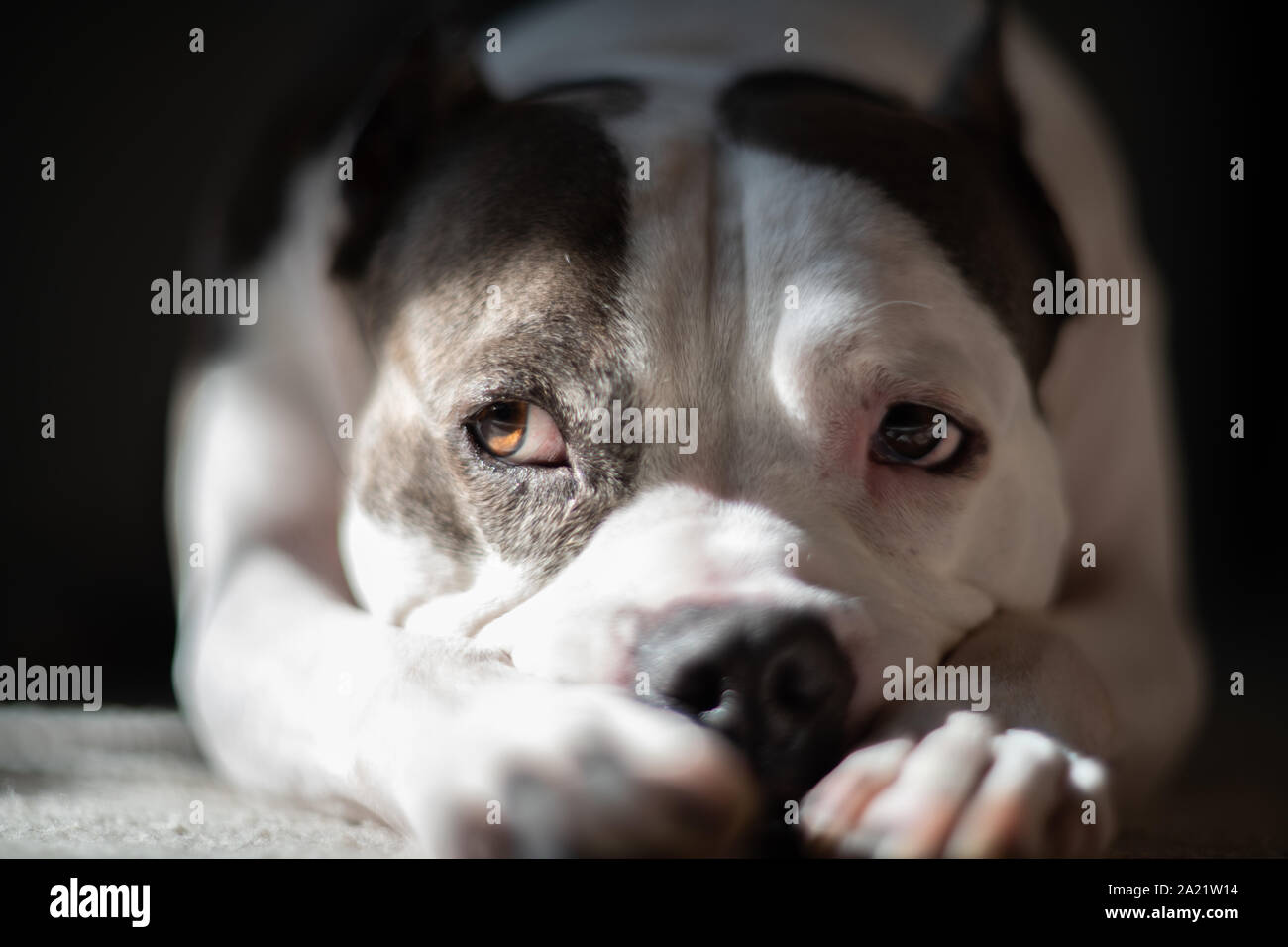 Old staffordshire bull terrier hi-res stock photography and images - Alamy