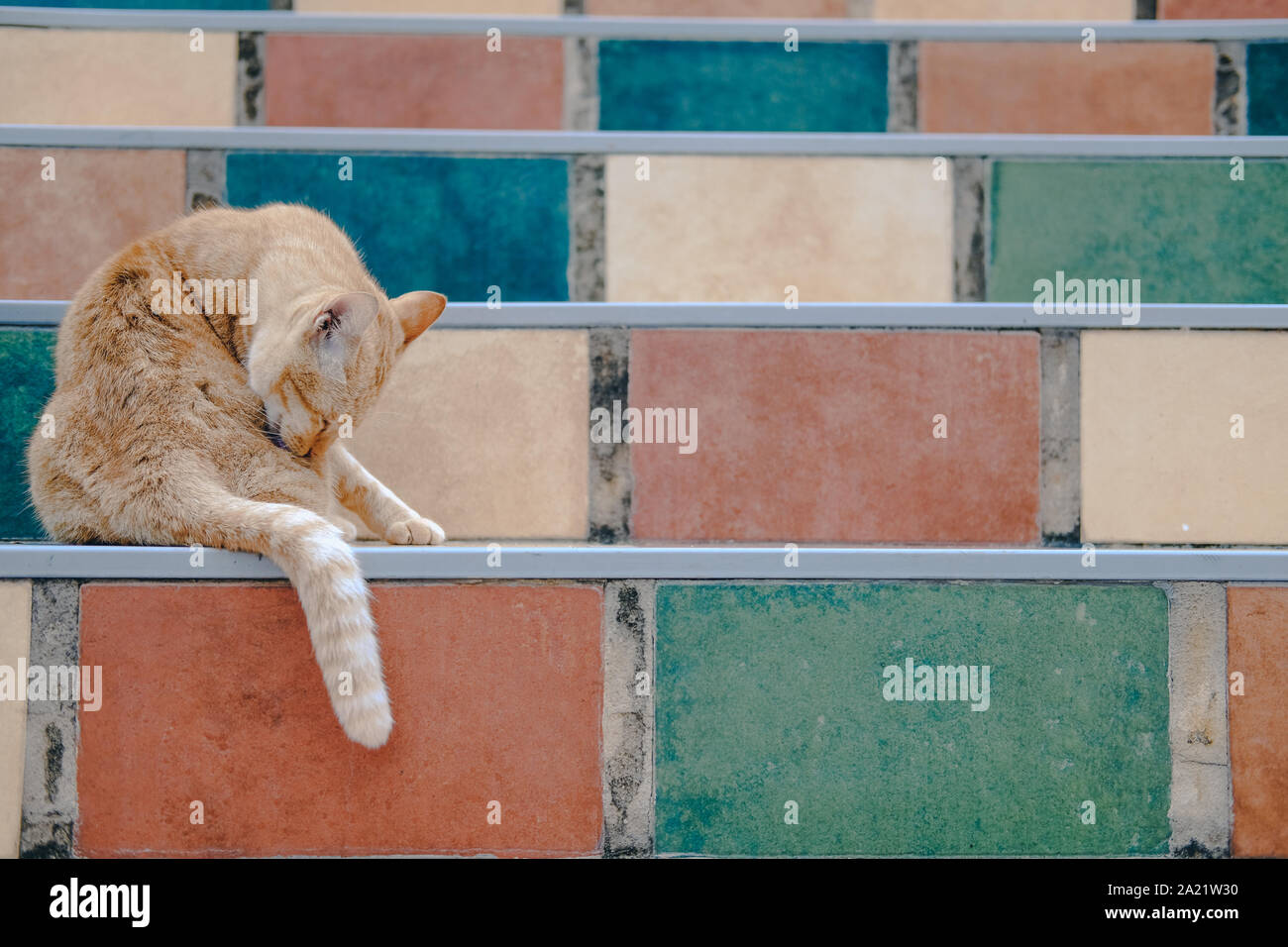 Orange cat on stairs hi-res stock photography and images - Alamy