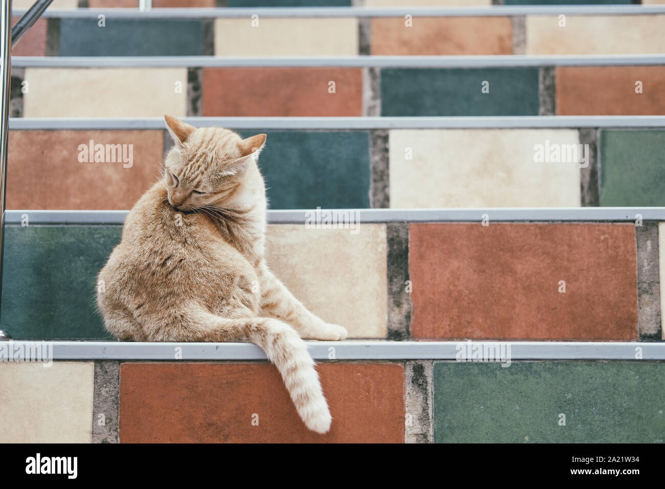 Orange cat on stairs hi-res stock photography and images - Alamy